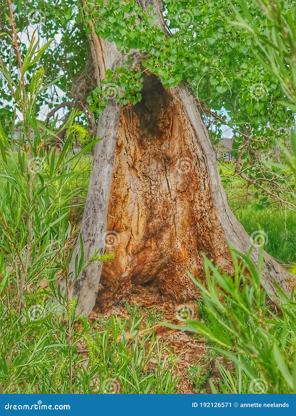 Better view of hallo tree stock image. Image of hallo - 192126571