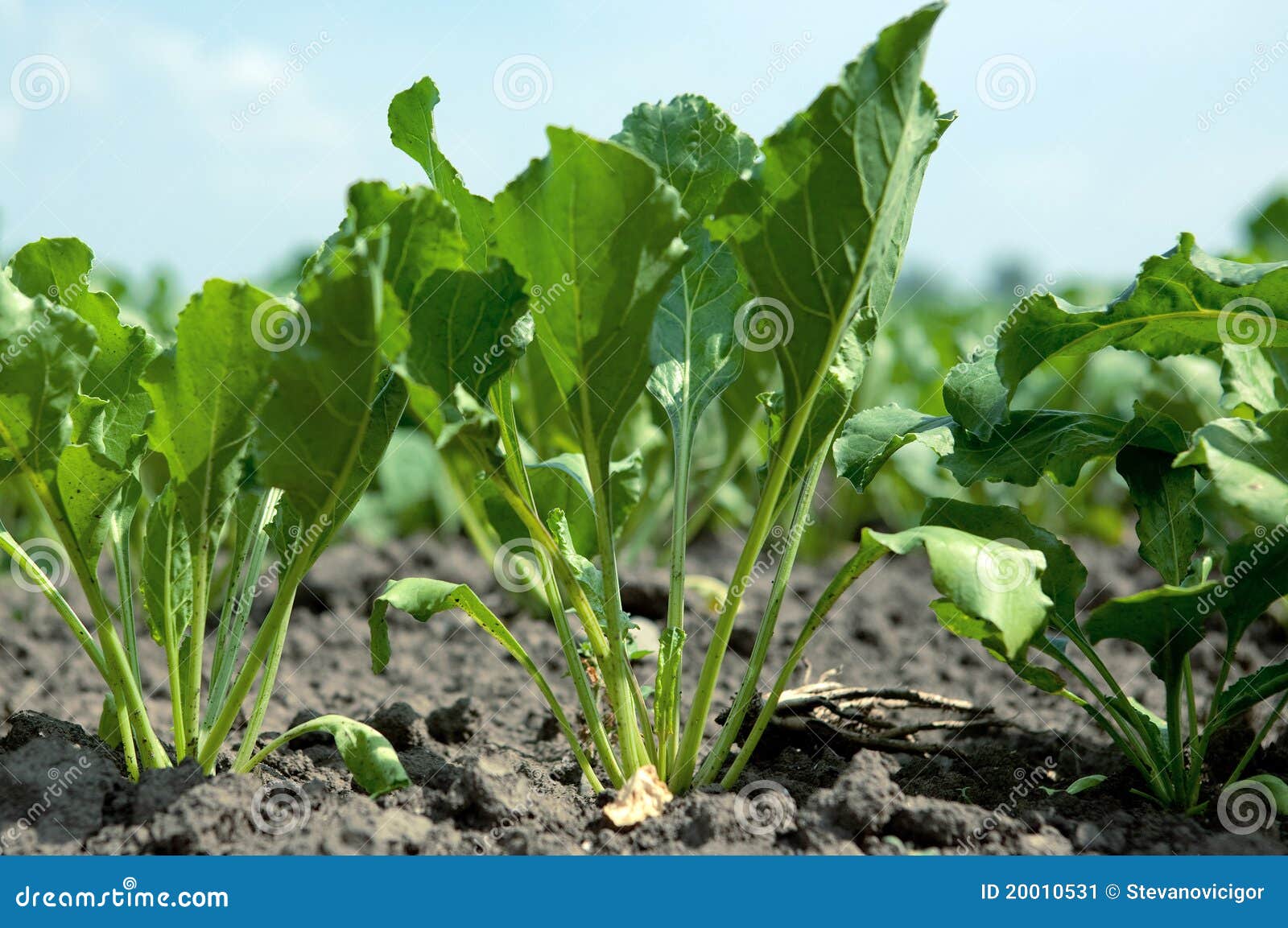 Betterave à sucre image stock. Image du lames, jeune - 20010531