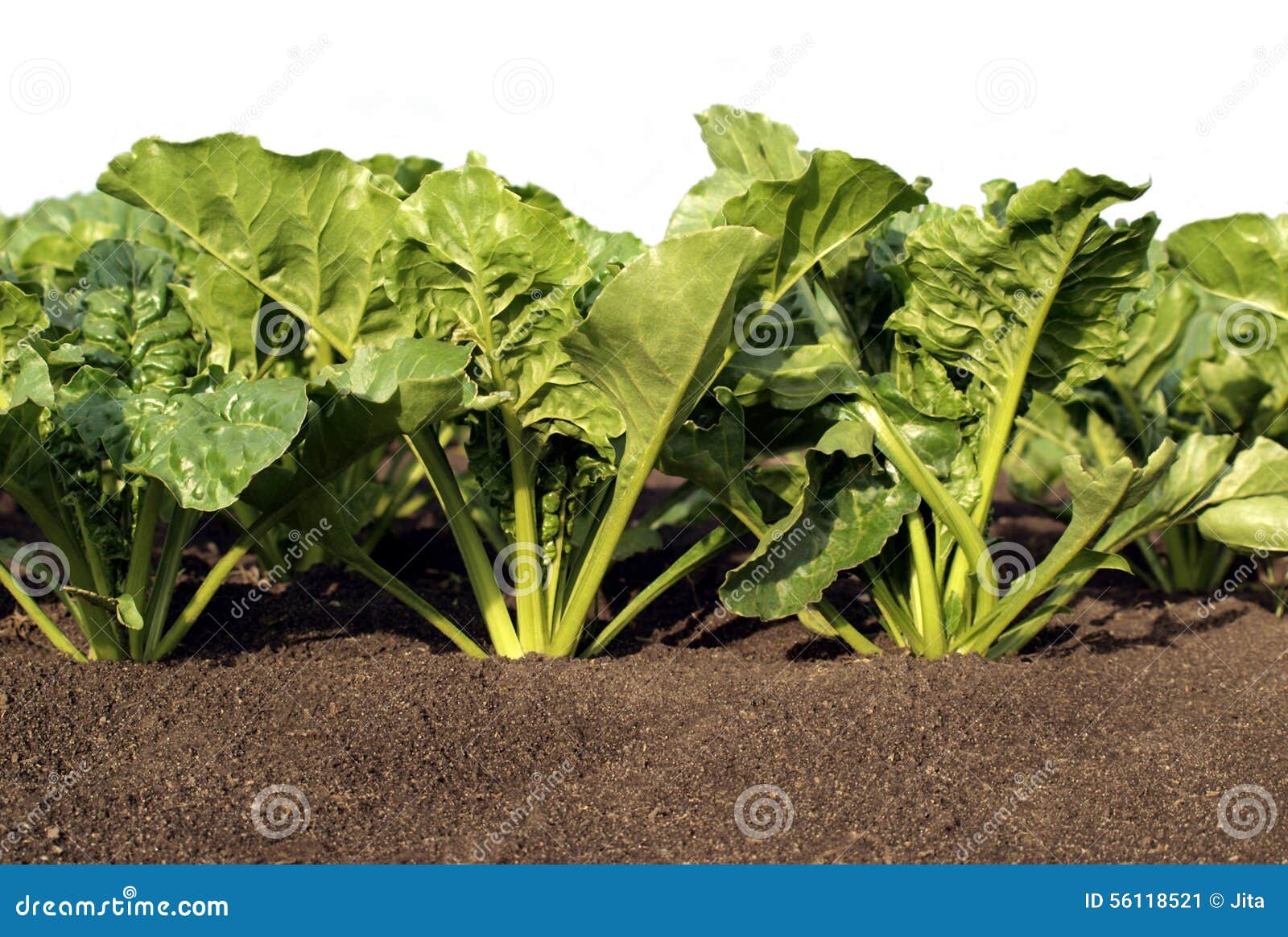 Images Betterave Sucre - Téléchargez 4,467 Photos libres de droits