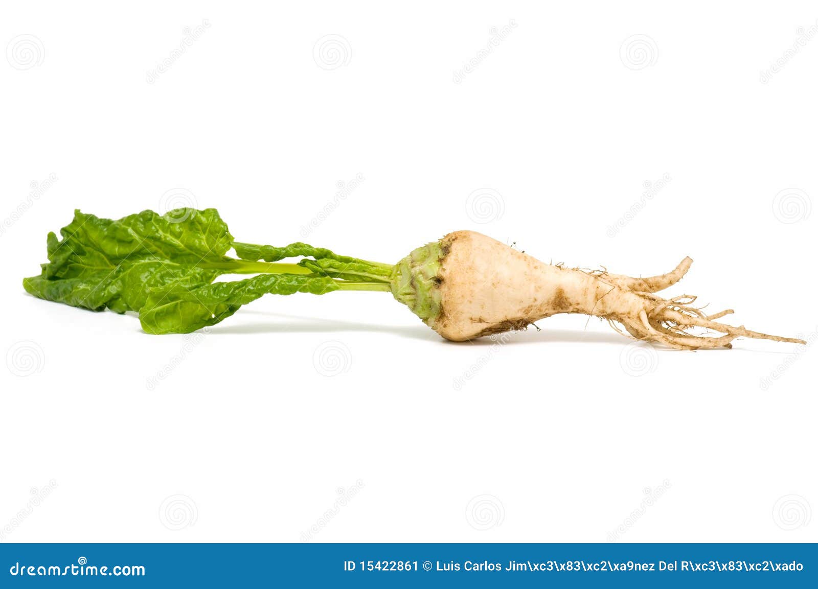 Betterave à Sucre Image stock - Image: 15422861