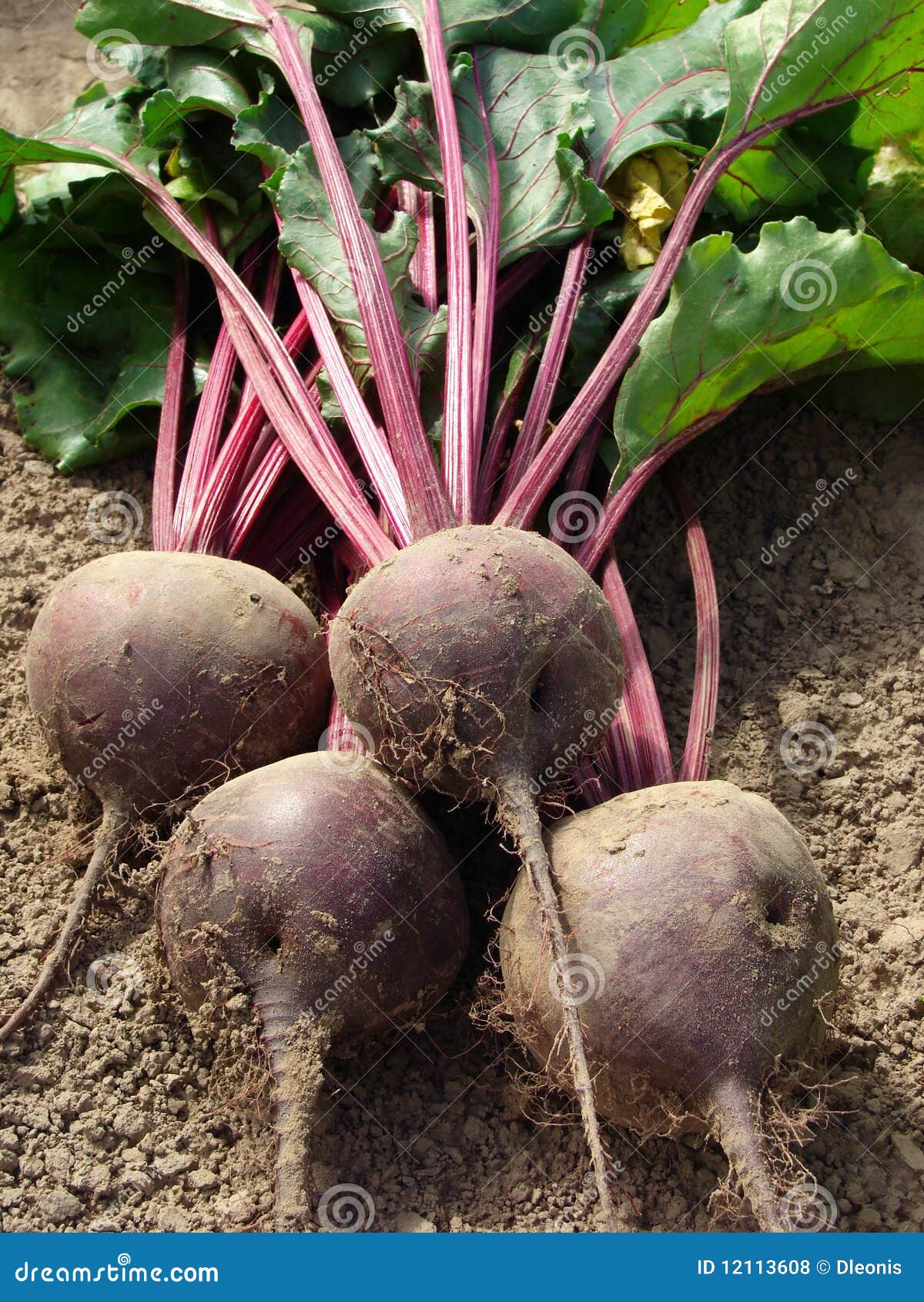 Betteraves photo stock. Image du rouge, sain, betterave - 12113608