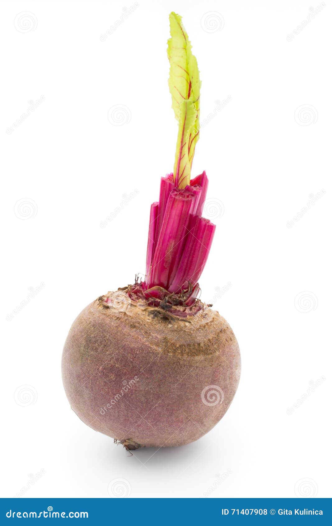 Betteraves D'isolement Sur Le Fond Blanc Photo stock - Image du blanc ...