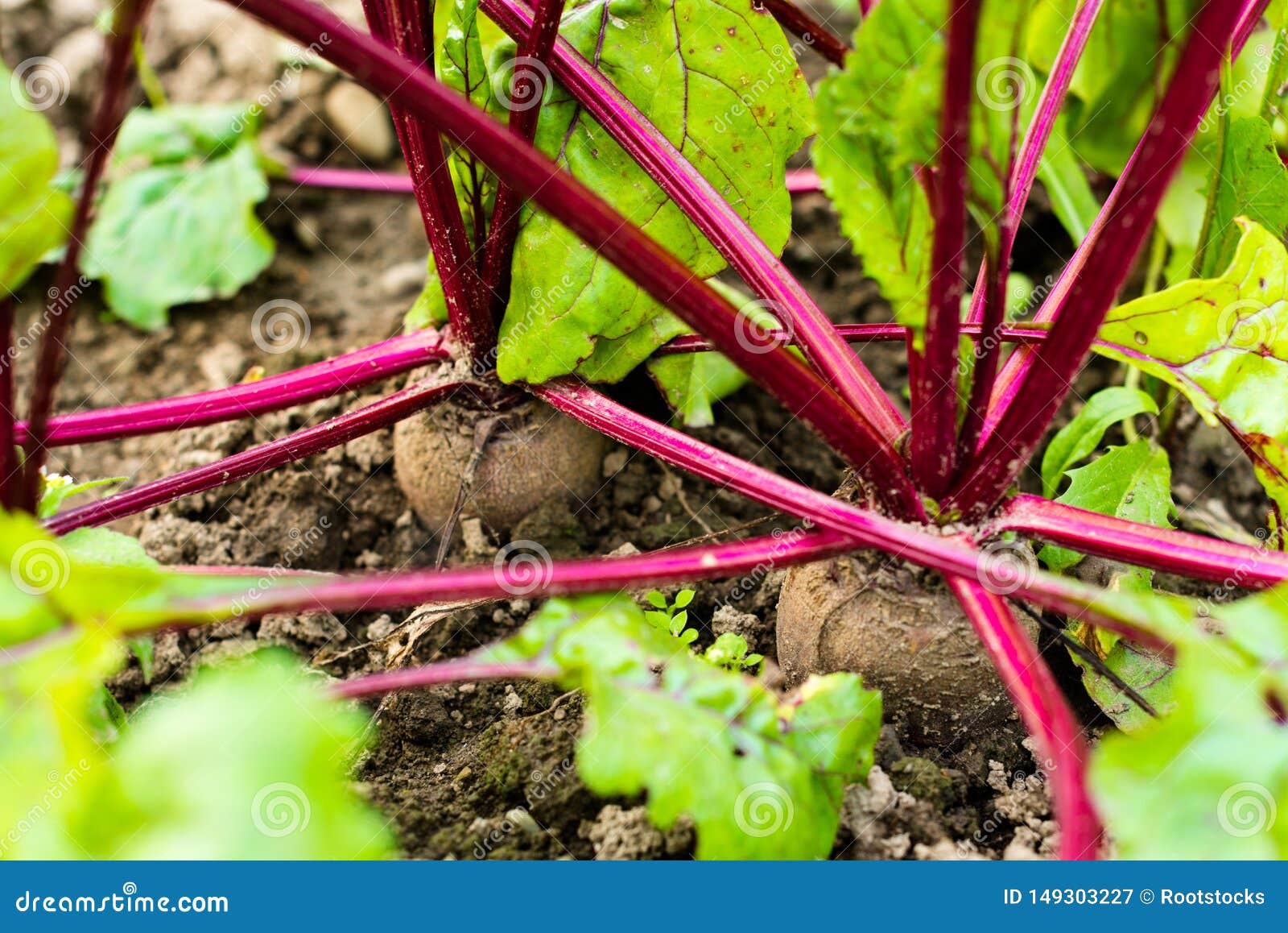 Betteraves dans le potager image stock. Image du cultivé - 149303227