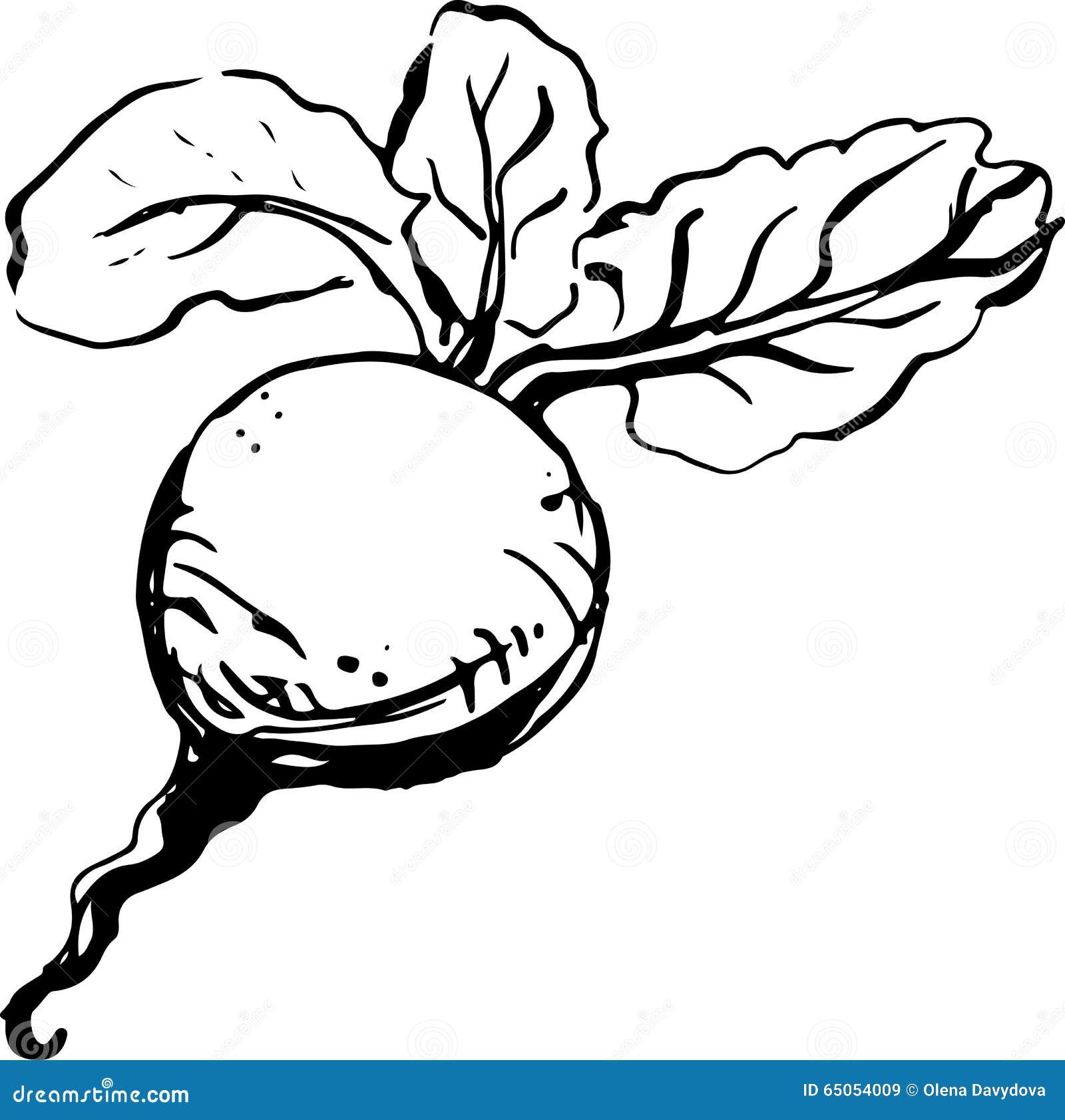 Betteraves Illustration De Vecteur Illustration de Vecteur ...