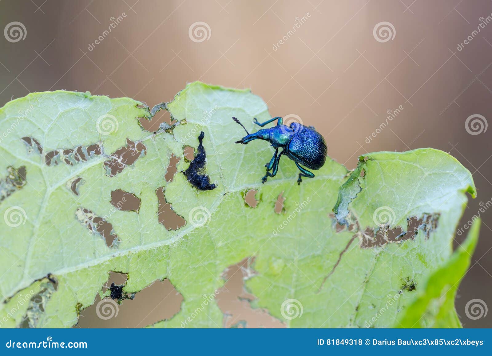 Bettle foto de archivo. Imagen de insecto, macro, prado - 81849318
