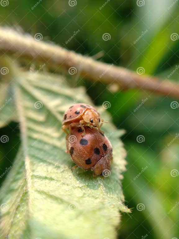 Bettle stock photo. Image of wildlife, animal, love - 125075472