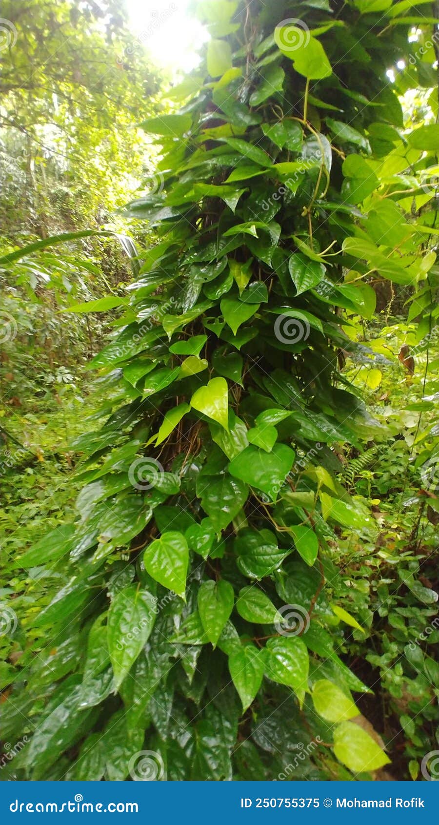 Bettle leaves stock image. Image of food, tree, flower - 250755375