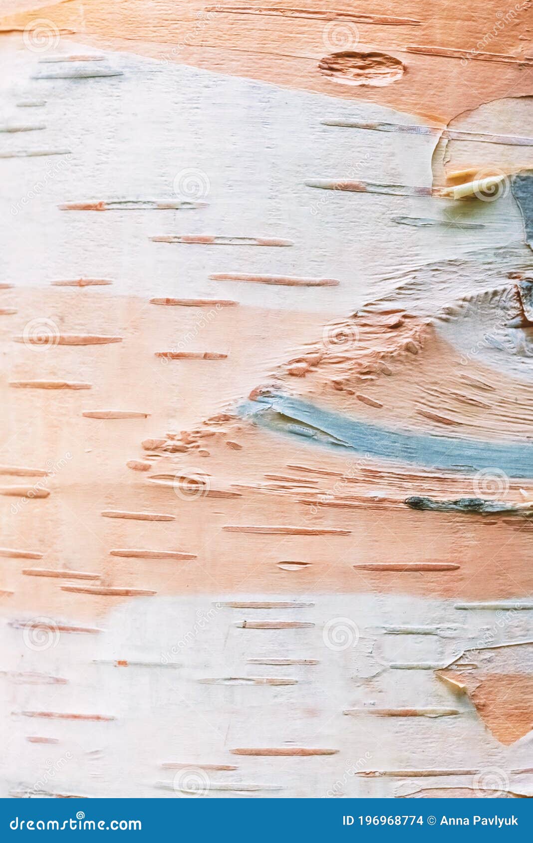 Betula Papyrifera Colorful Bark Texture Stock Photo - Image of bark ...