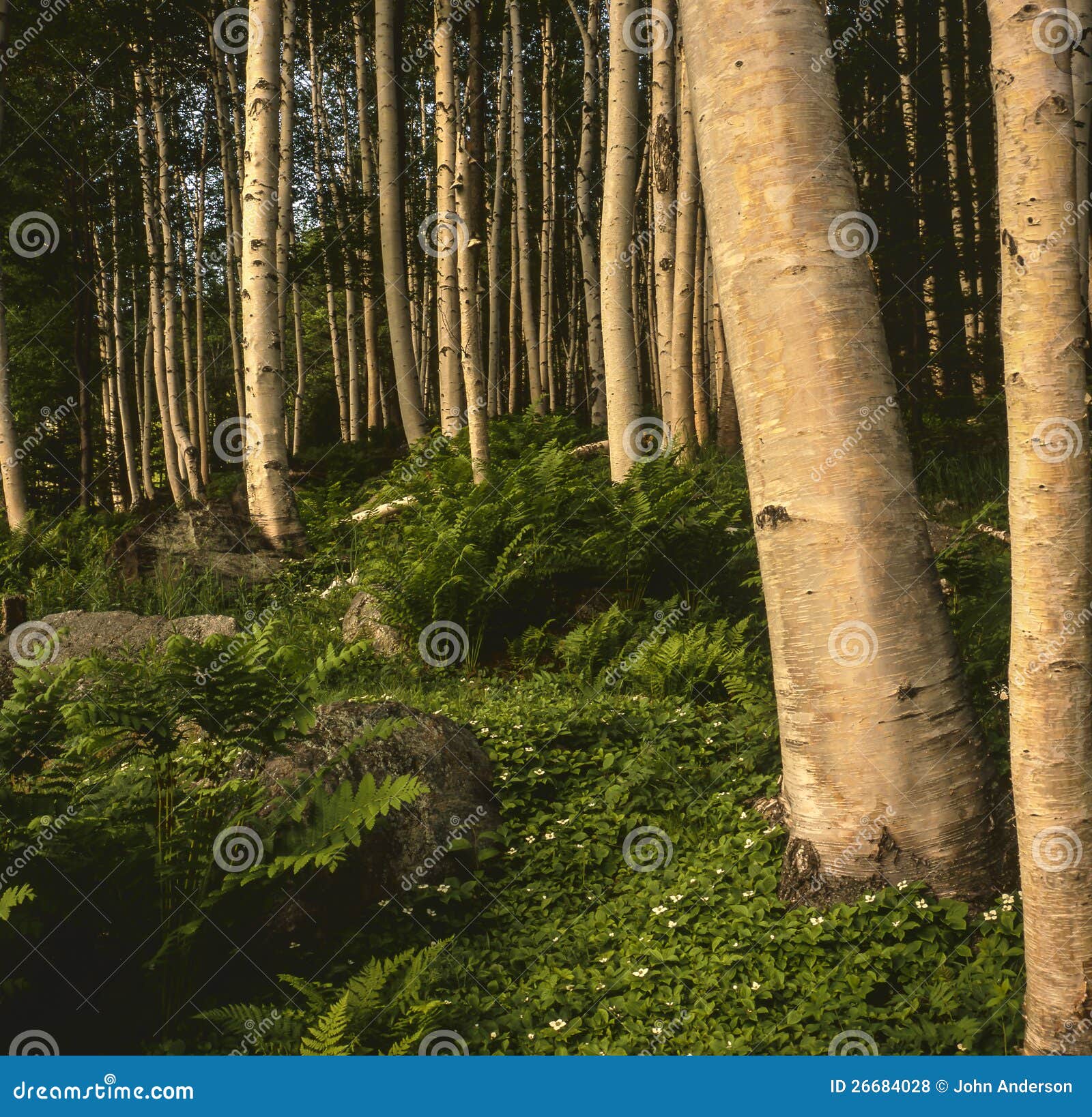 Paper Birch Betula Neoalaskana Bark Background Stock Image ...
