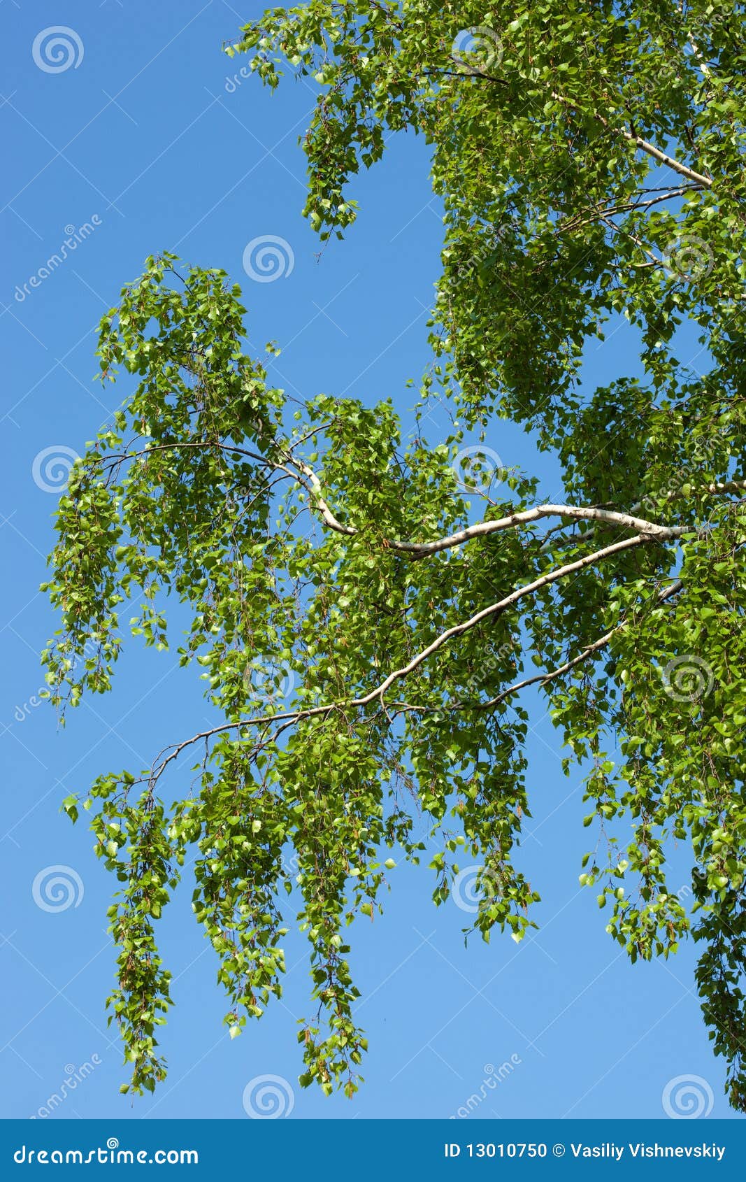 Betula pendula, Birch stock photo. Image of daytime, tree - 13010750
