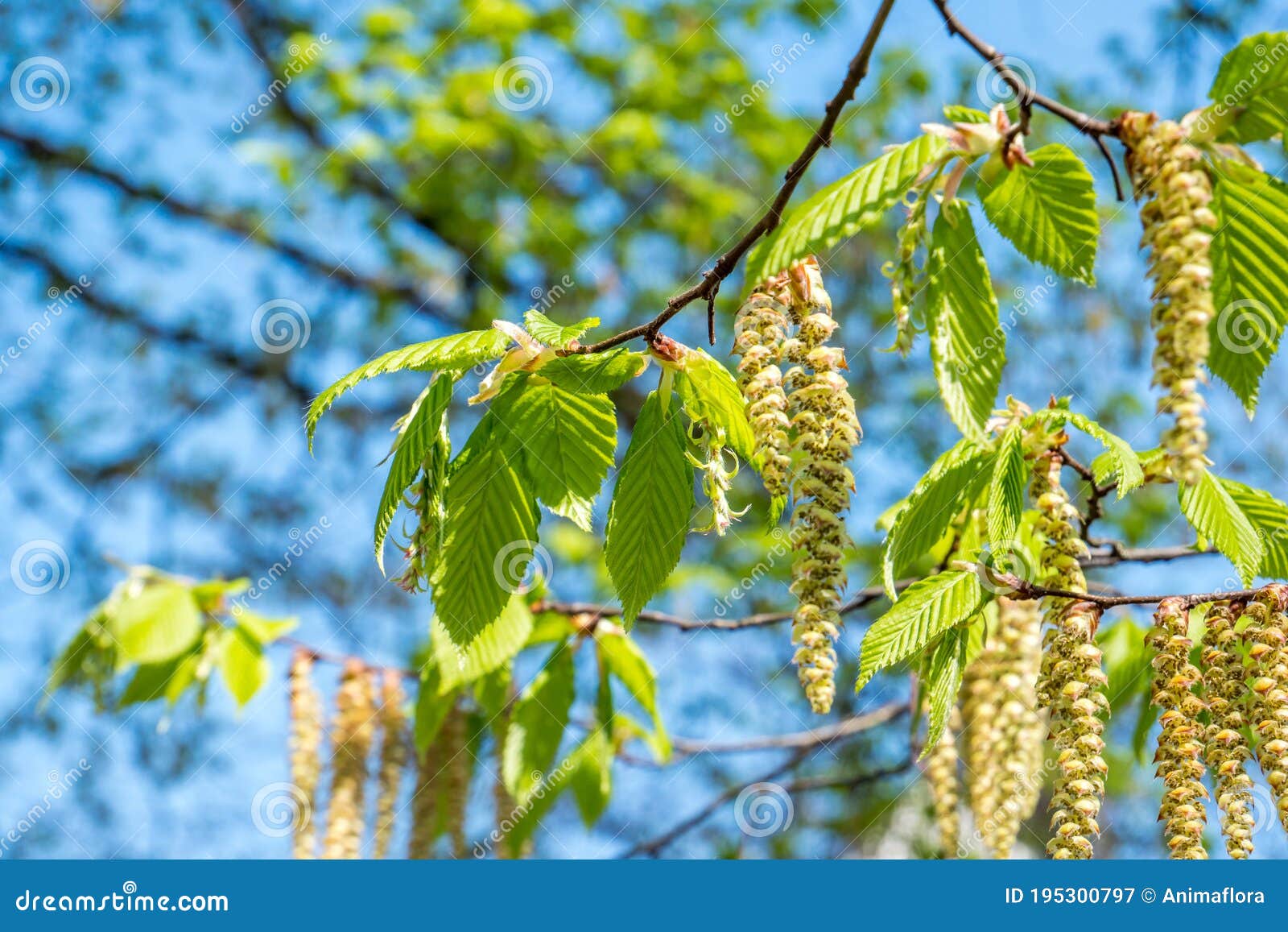 Betula Pendula Flower in Spring Stock Image - Image of nature, period ...