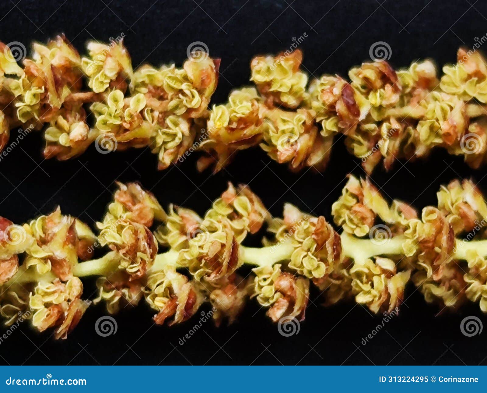 Betula Pendula (Silver Birch ) Flowers Stock Image - Image of macro ...