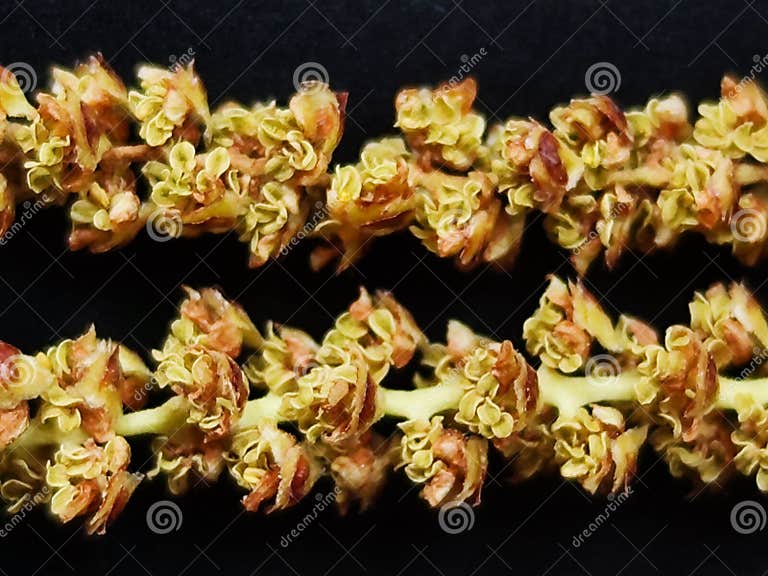 Betula Pendula (Silver Birch ) Flowers Stock Image - Image of macro ...