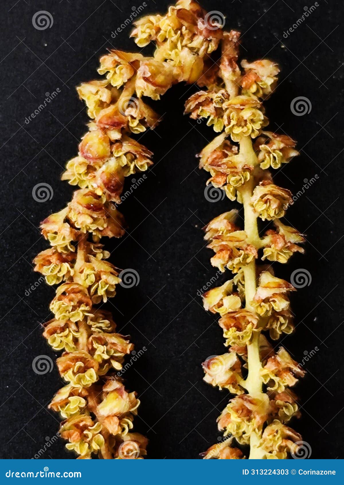 Betula Pendula (Silver Birch ) Flowers Stock Image - Image of petals ...