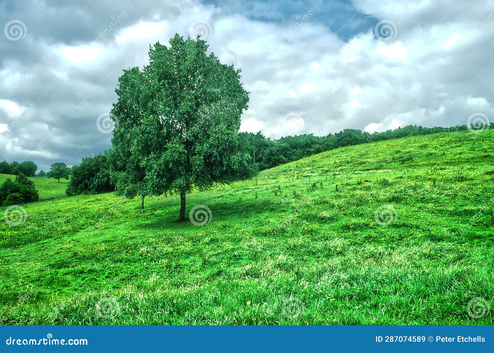 Betula pendula tree stock image. Image of birch, farmland - 287074589