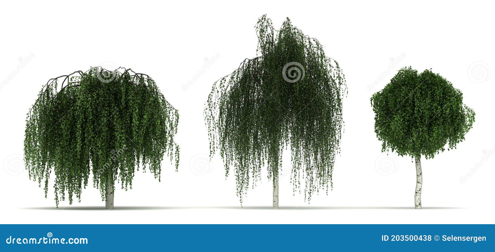 Betula Pendula Youngii Tree Stock Photo - Image of front, plant: 203500438