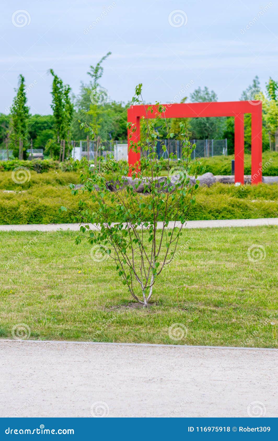 Betula Utilis Doorenbos Tree in Park Stock Photo - Image of outdoor ...
