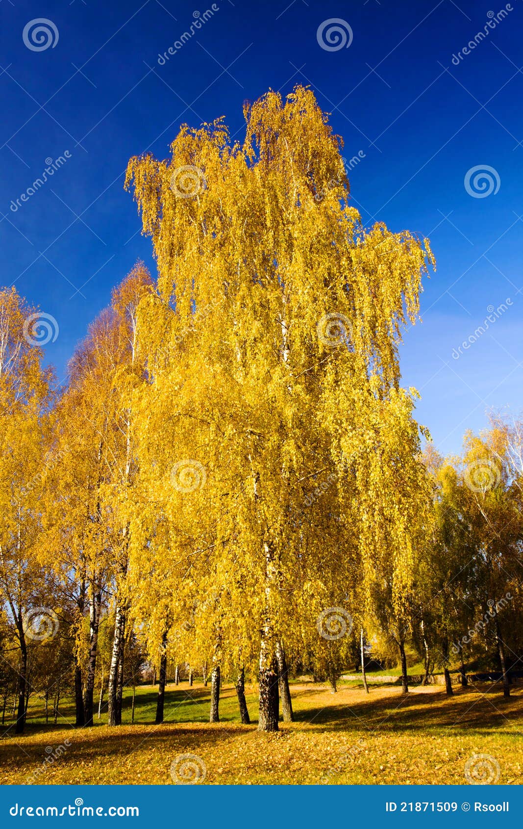 Betulla (autunno) immagine stock. Immagine di betulla - 21871509