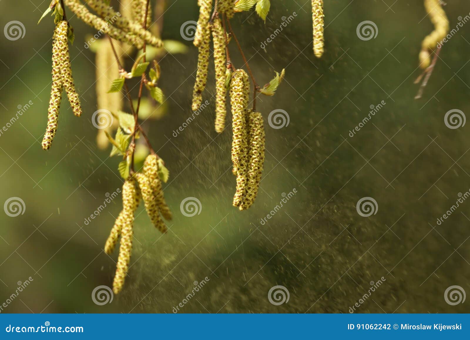 Betulla Betula Pendula, Polline Di Diffusione Della Betulla D'argento ...