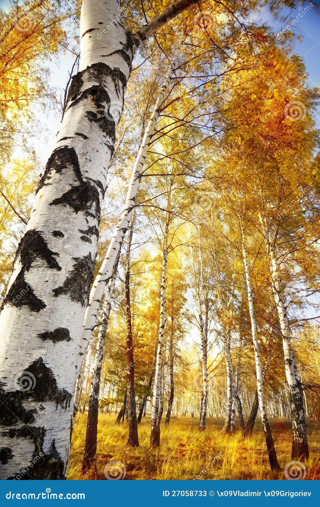 Betulla della foresta immagine stock. Immagine di sviluppo - 27058733