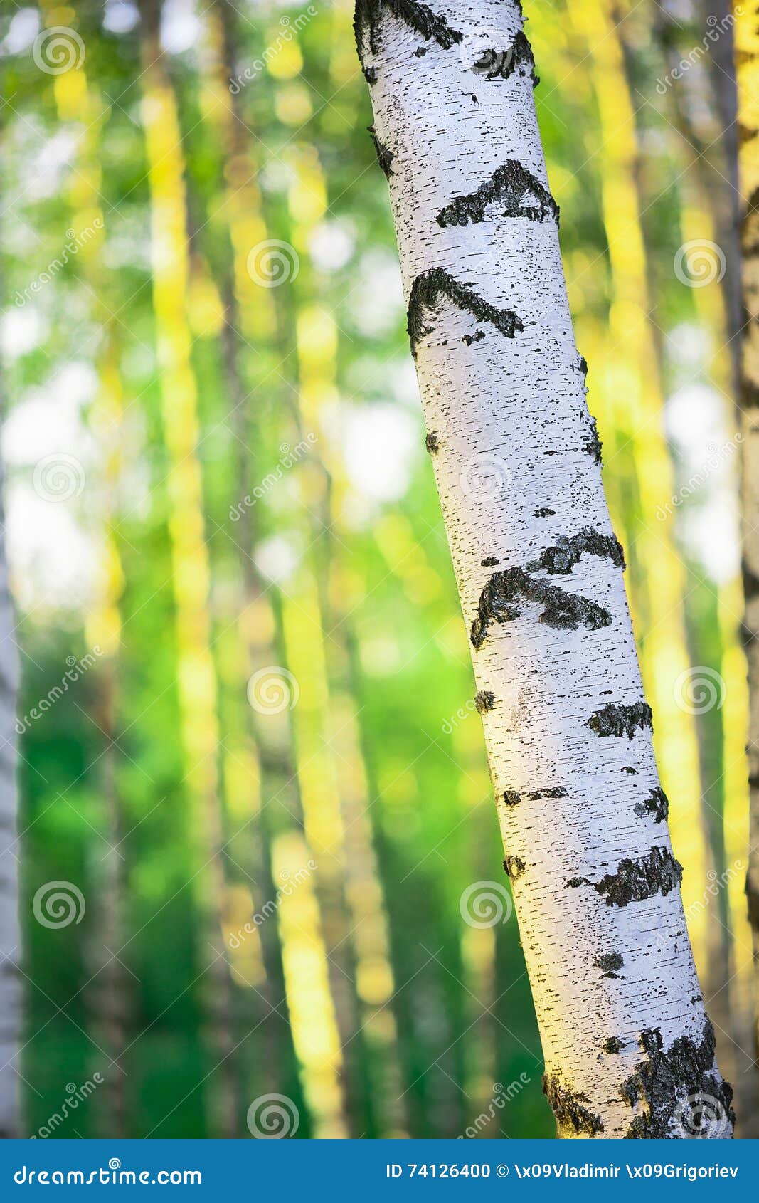 Betulla della foresta fotografia stock. Immagine di deciduo - 74126400