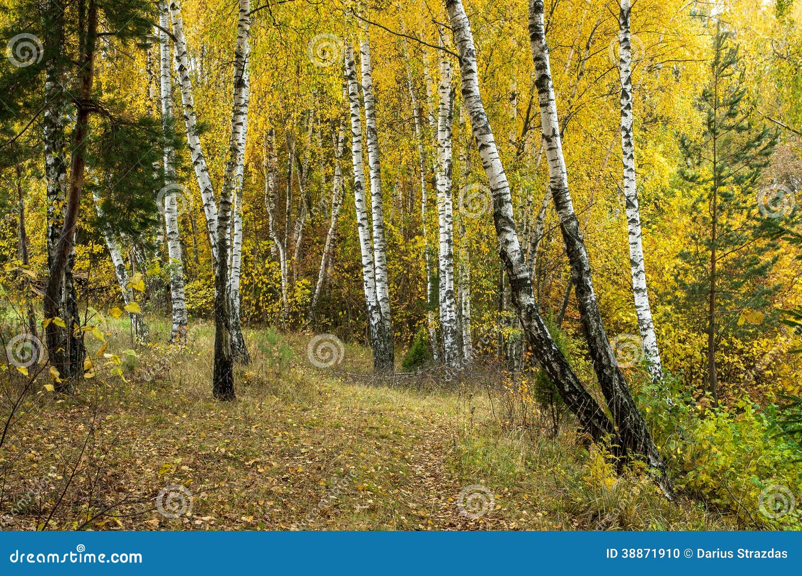 Betulla Forest Sunny Day fotografia stock. Immagine di denso - 38871910