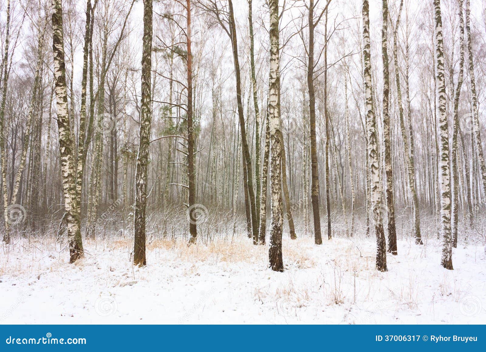 Betulla Forest in Winter immagine stock. Immagine di paesaggio - 37006317