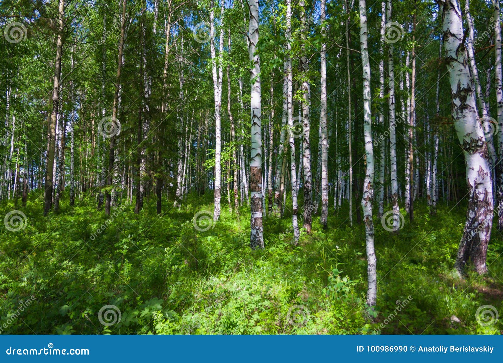 Betulla Mista E Foresta Di Conifere Di Estate Fotografia Stock ...