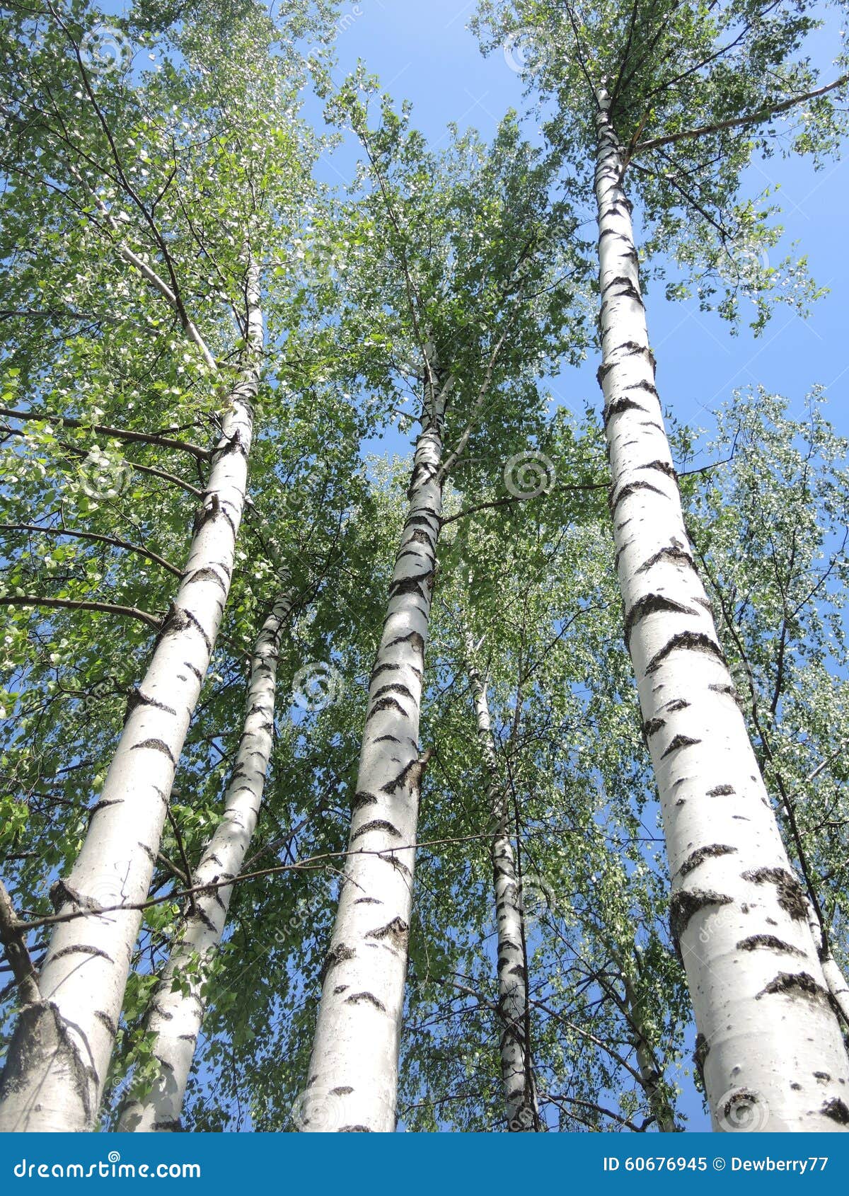 Betulla russa immagine stock. Immagine di foresta, filiali - 60676945