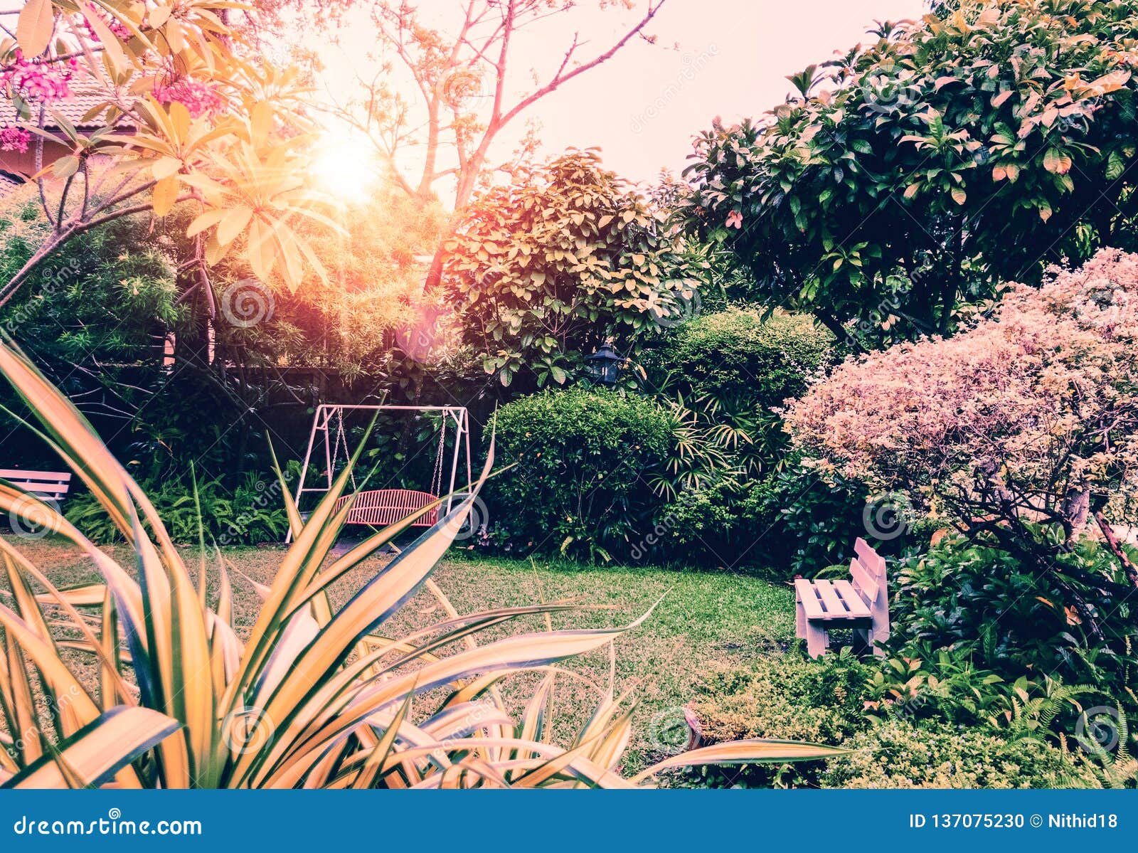 Beuatiful Garden in Backyard at the Morning Stock Photo - Image of ...