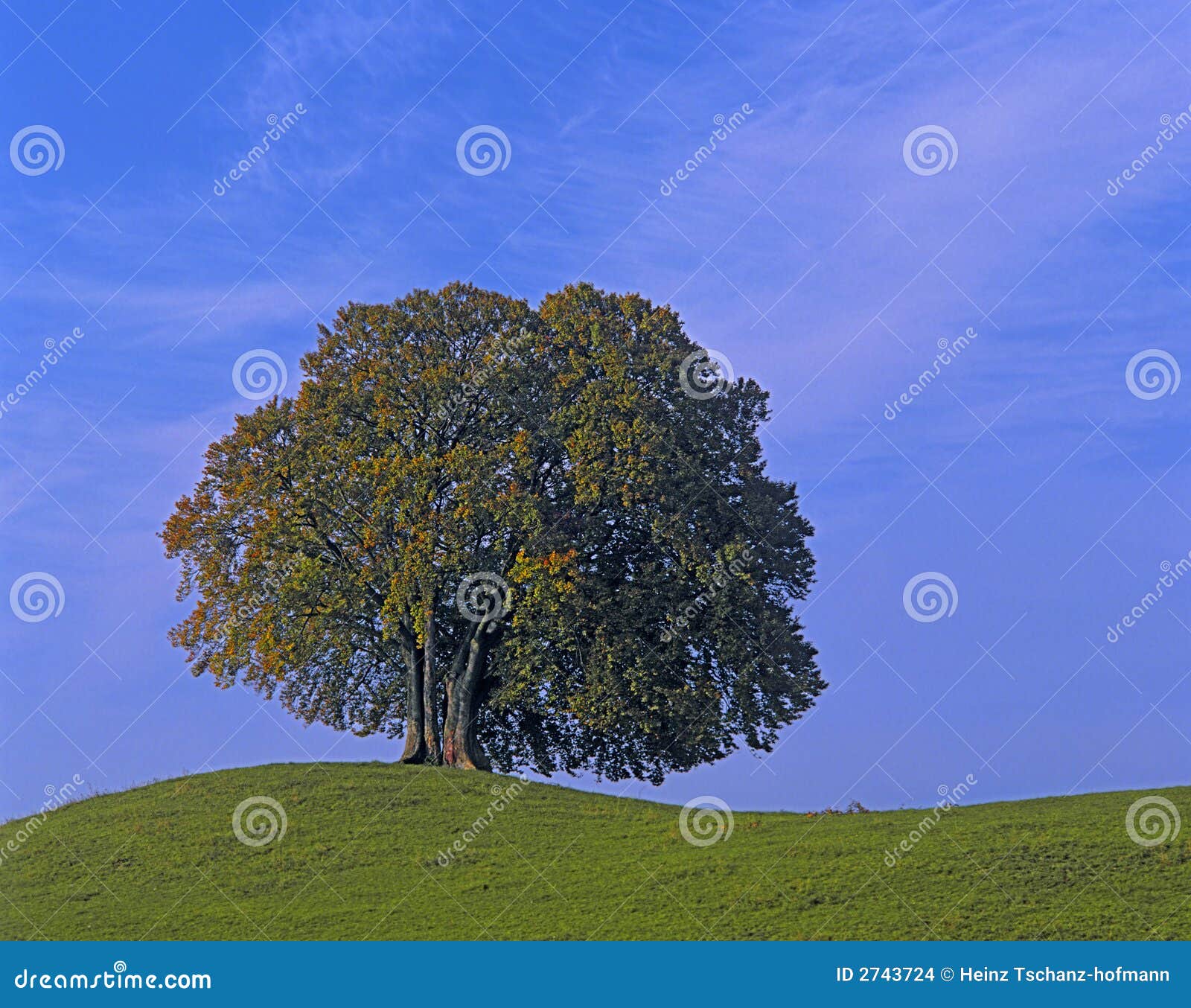 Beuk-bomen stock foto. Image of najaar, boom, tweelingen - 2743724