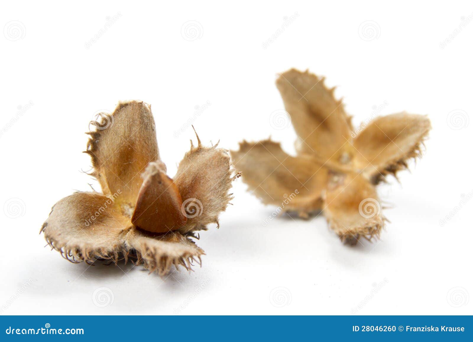 Beukenootjes stock foto. Image of vruchten, beuk, bruin - 28046260