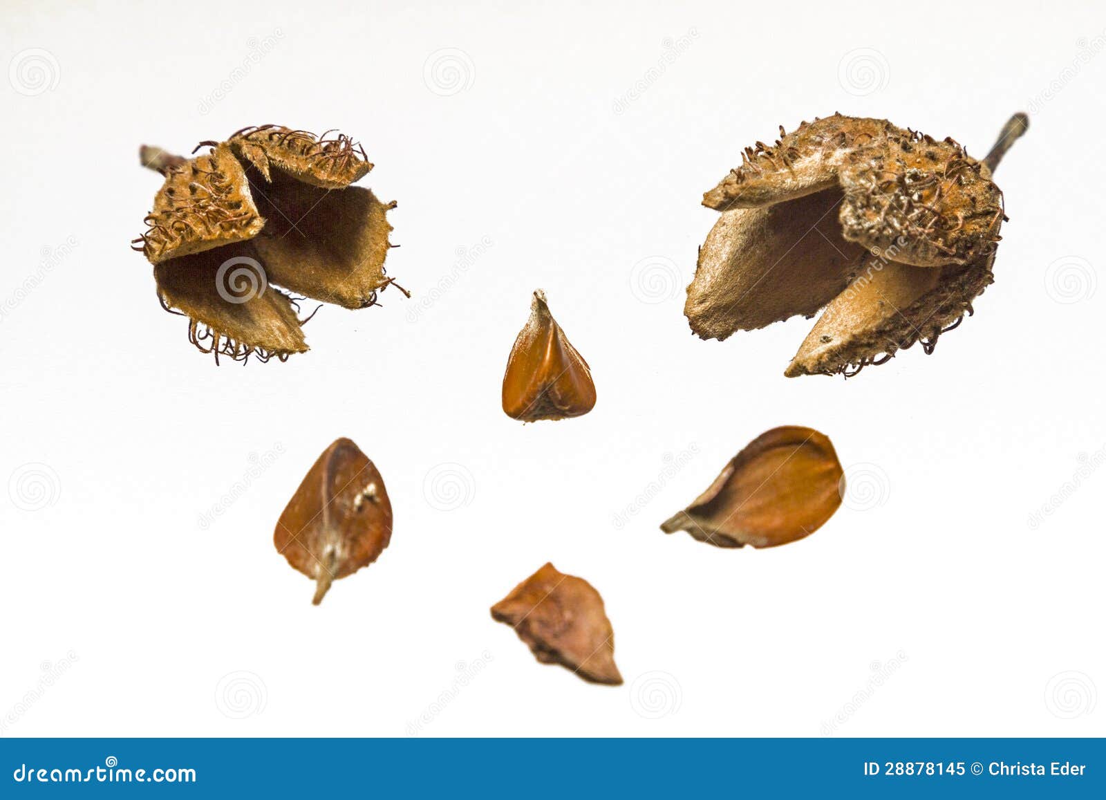 Beukenootjes stock afbeelding. Image of beuk, najaar - 28878145