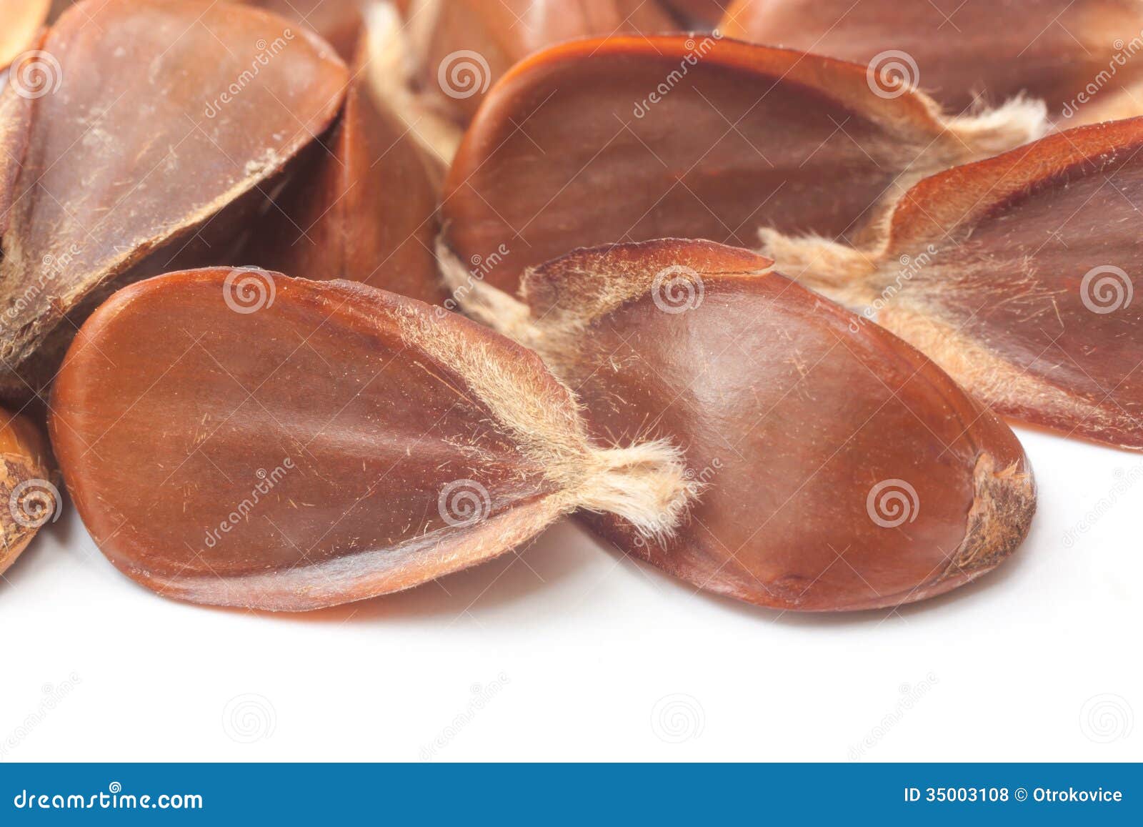 Beukenootjes stock foto. Image of botanisch, opbrengst - 35003108