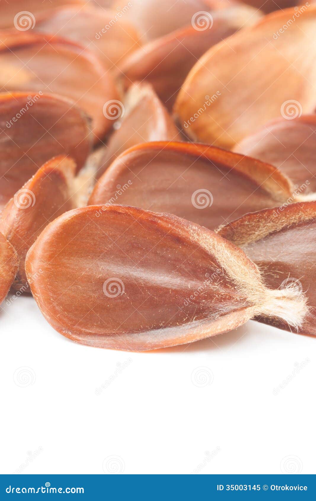 Beukenootjes stock afbeelding. Image of schelp, vers - 35003145