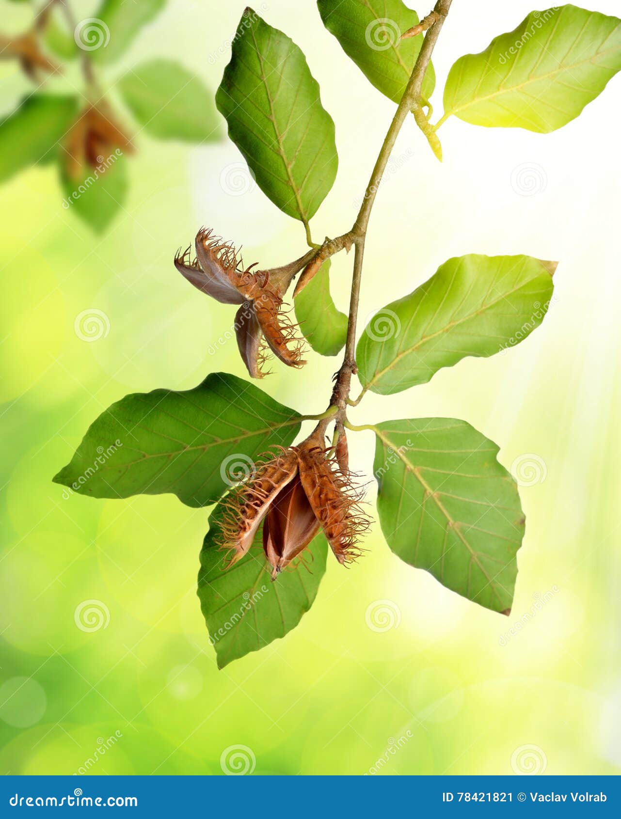 Beuktak met beukenootjes stock afbeelding. Image of kleur - 78421821