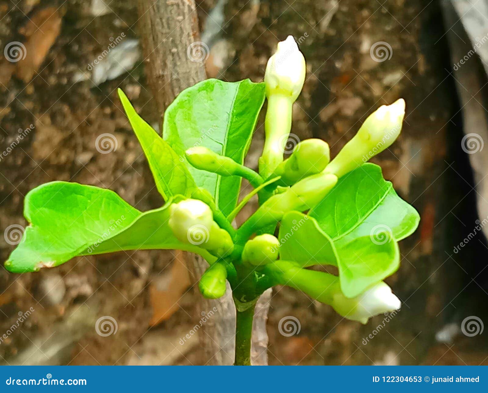 Beuti of flower stock image. Image of flower, superb - 122304653