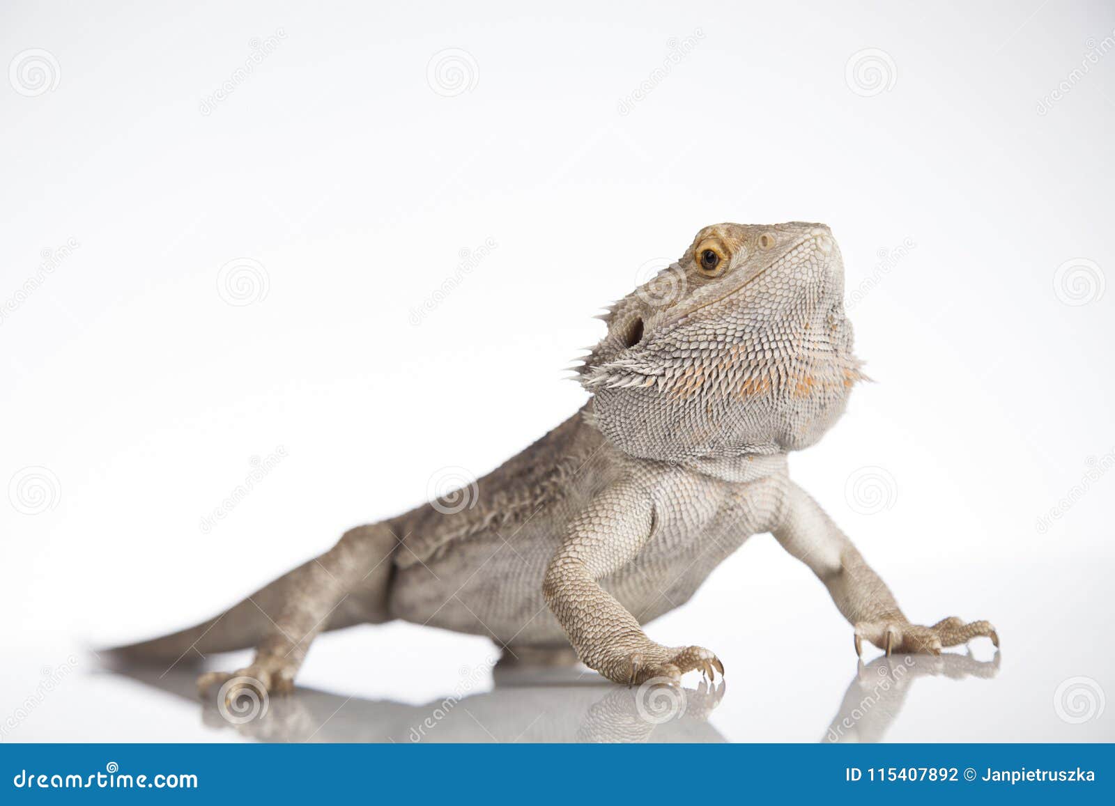 Lizard Bearded Dragon, Pet on White Background Stock Photo - Image of ...