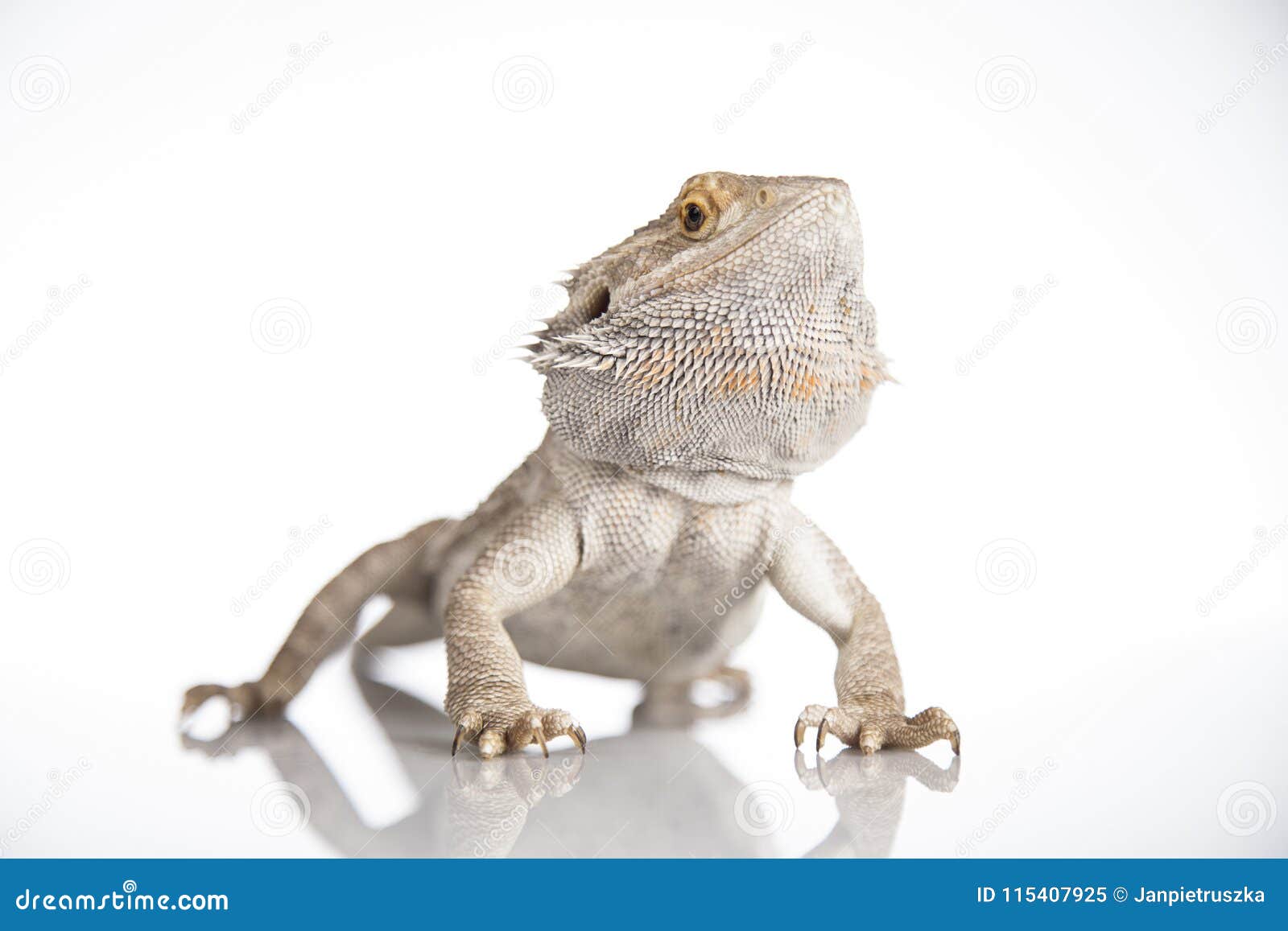 Lizard Bearded Dragon, Pet on White Background Stock Image - Image of ...