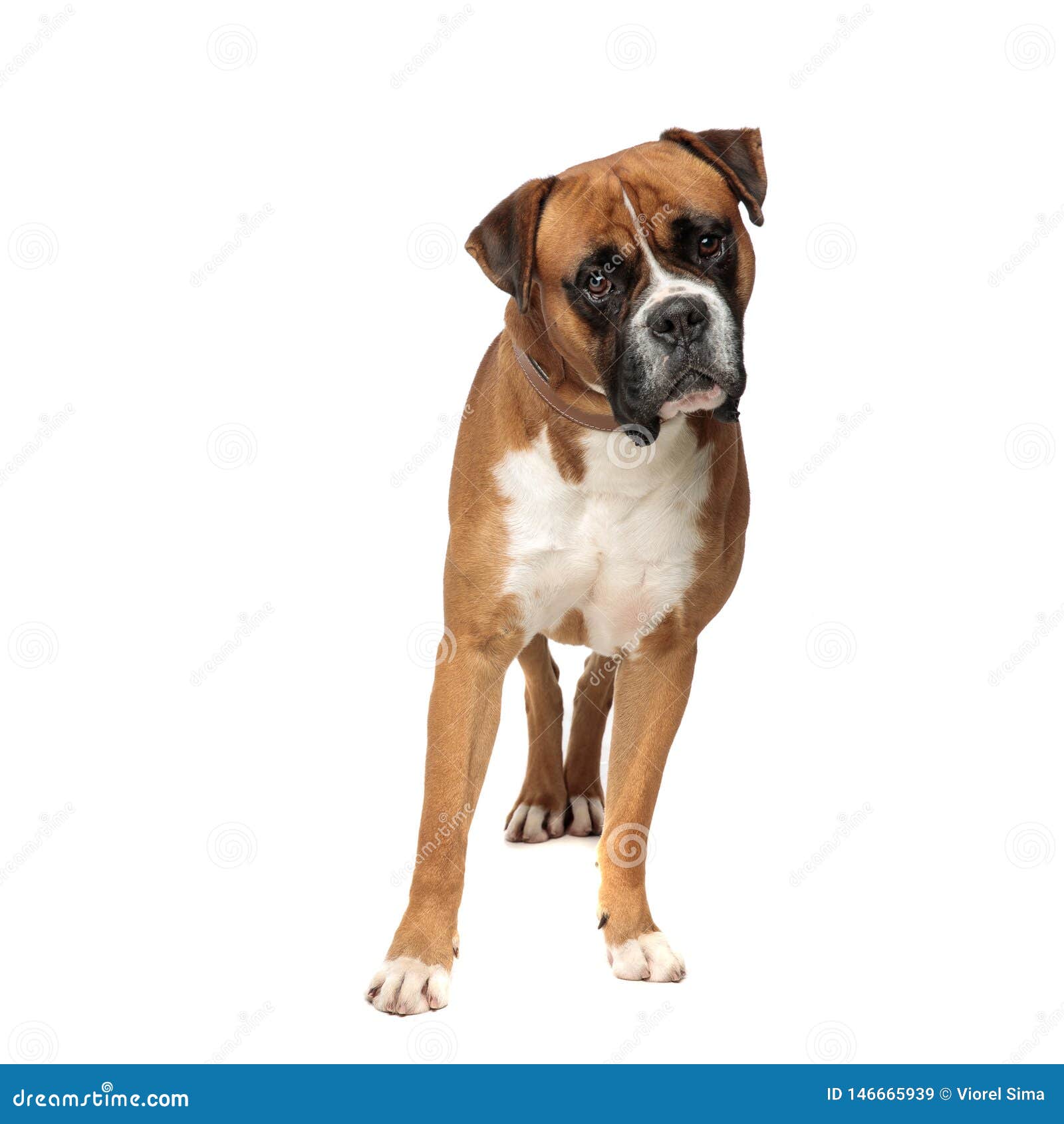 Boxer Standing In Boxing Ring Stock Image | CartoonDealer.com #81420127