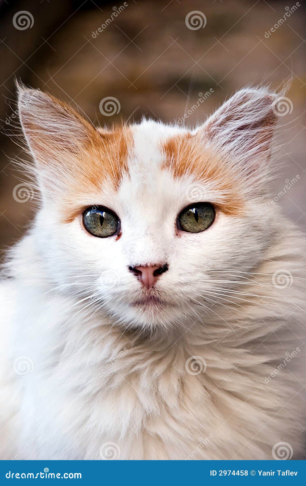 Beutiful Cat Picture. Image: 2974458