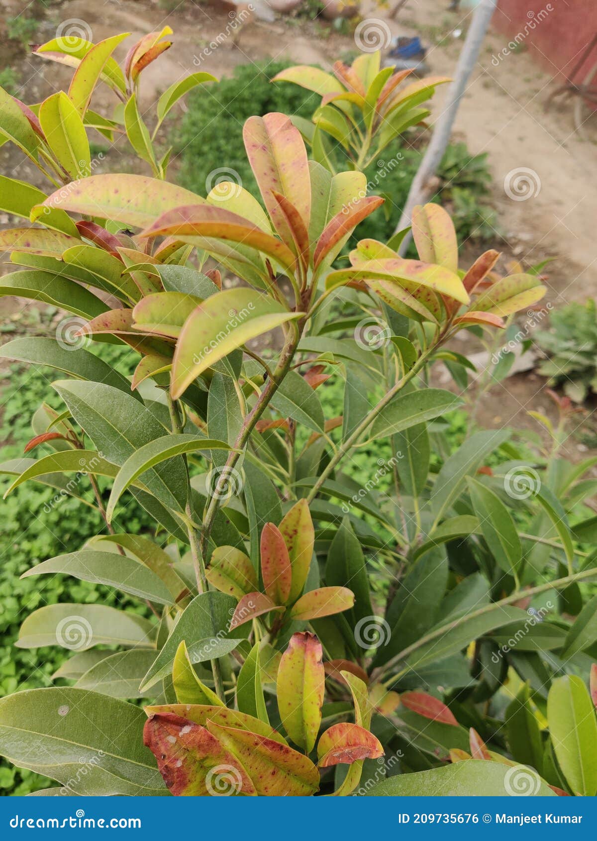 Beutiful Chiku Trees Garden Indian Stock Photo - Image of park, farmers ...