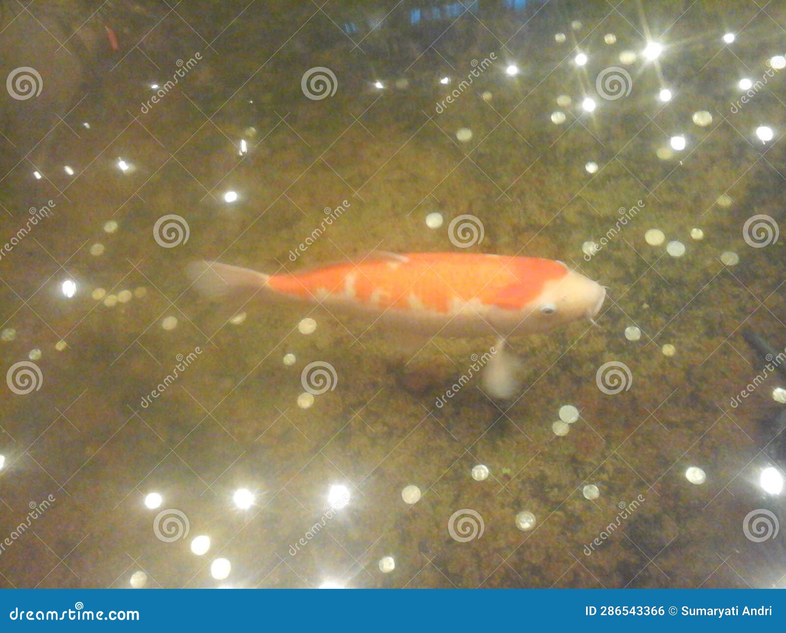 Beutiful and Cute Fish are Very Adorable Stock Photo - Image of cute ...