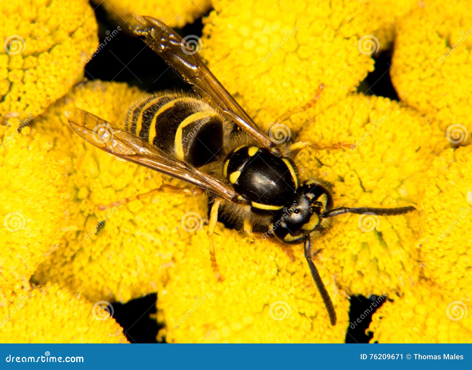 Beutiful and Dangerous Wasp Stock Image - Image of insect, vulgaris ...