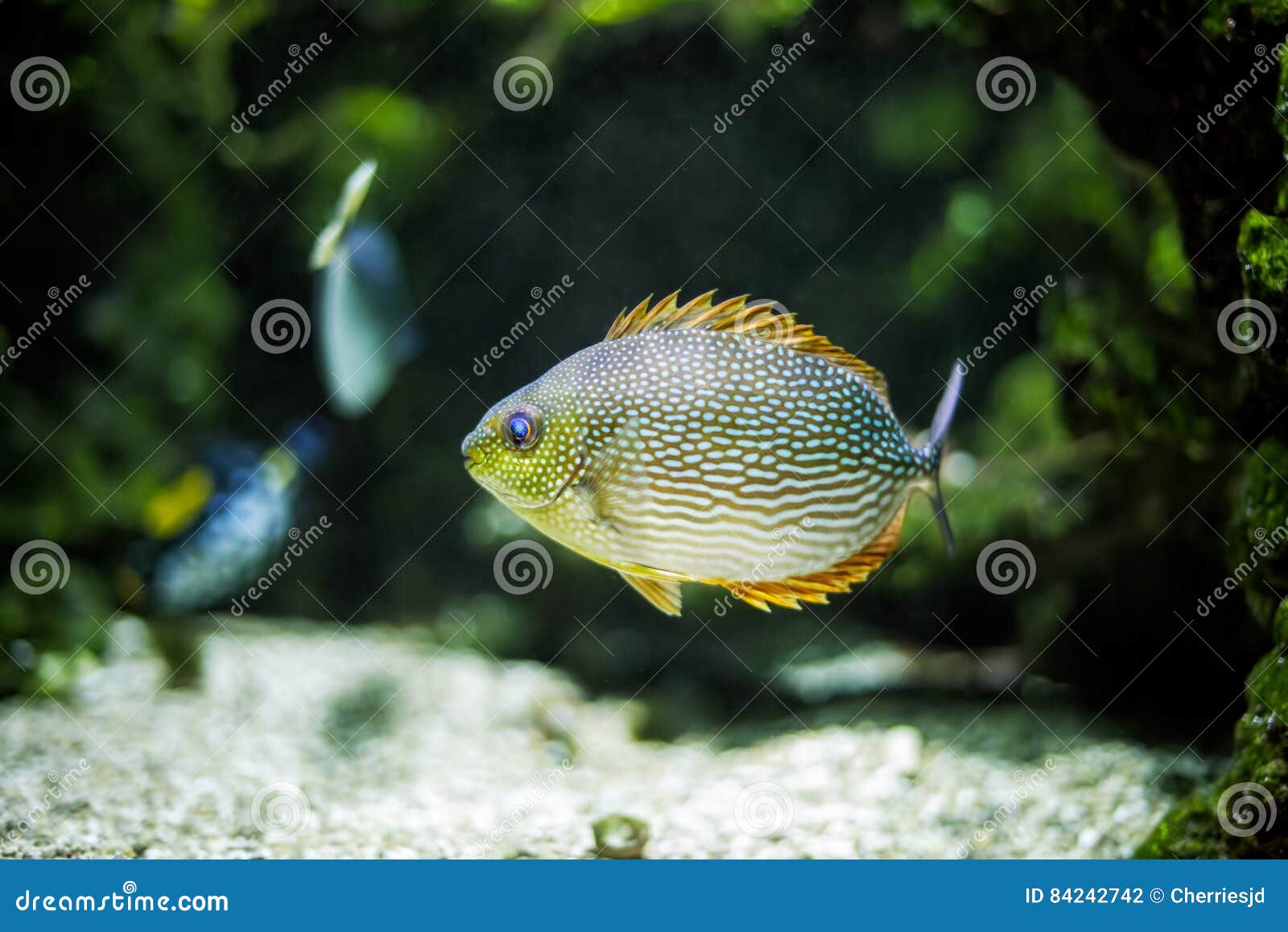 Beutiful fish stock photo. Image of beautiful, horizontal - 84242742