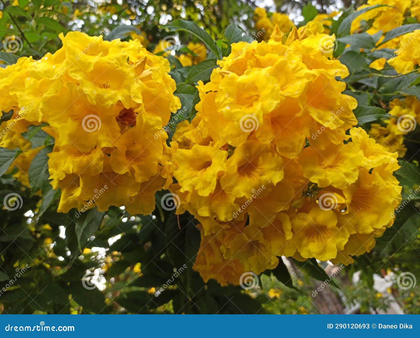 Beutiful flower at day stock image. Image of sunlight - 290120693