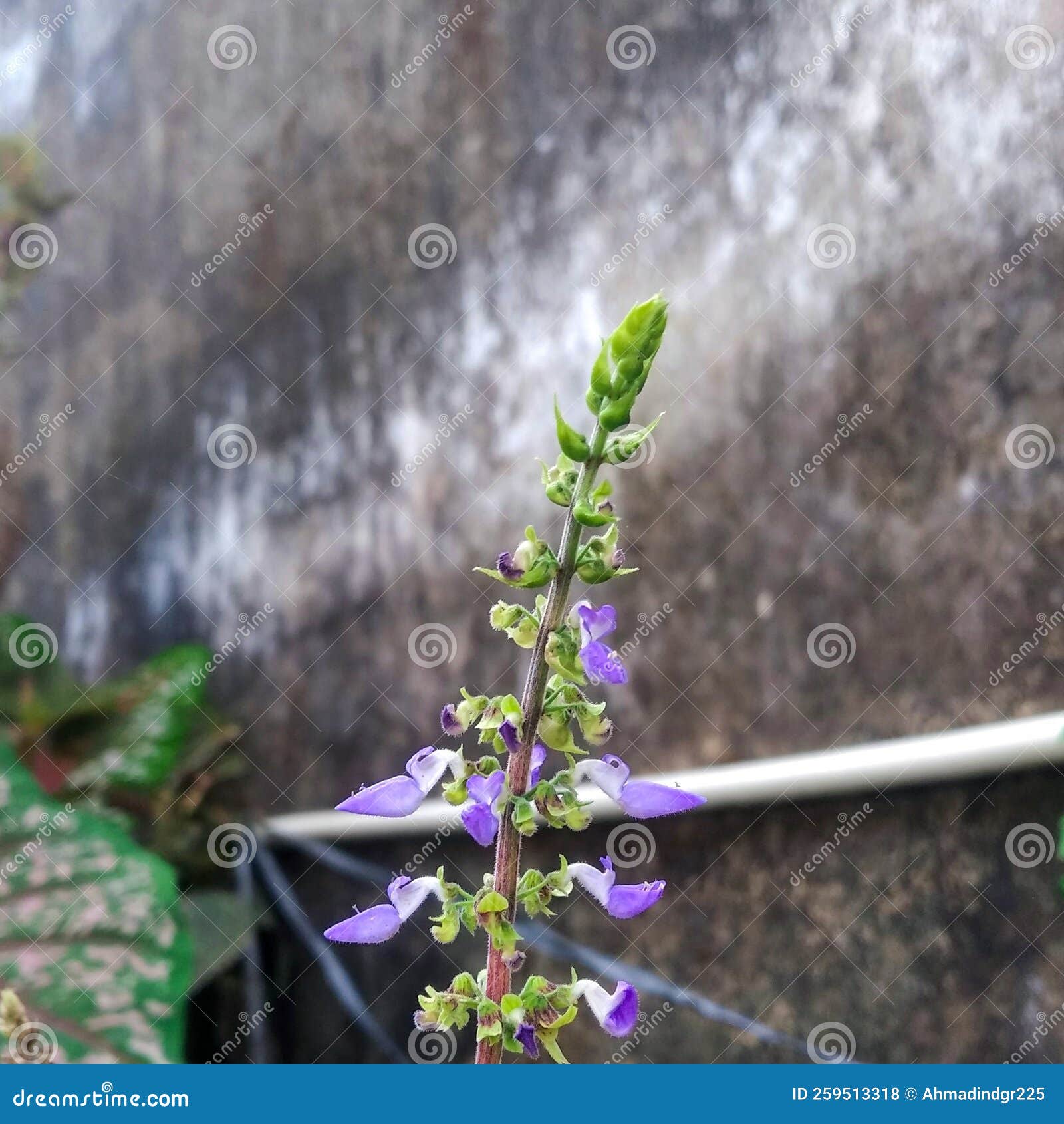 Beutiful Flower with Many Petal Stock Photo - Image of spring, branch ...