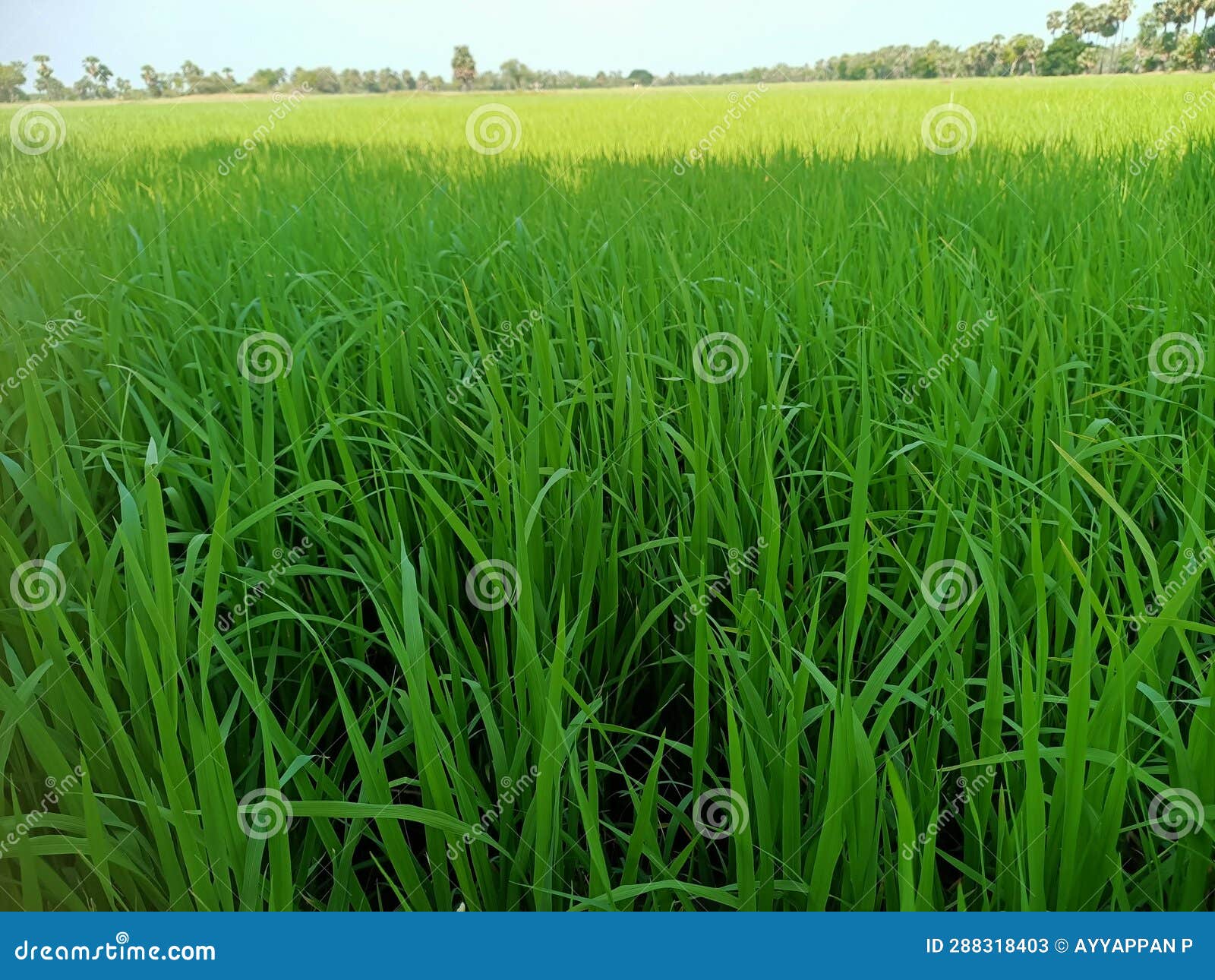 Beutiful Green Land of India Stock Image - Image of beutiful, india ...