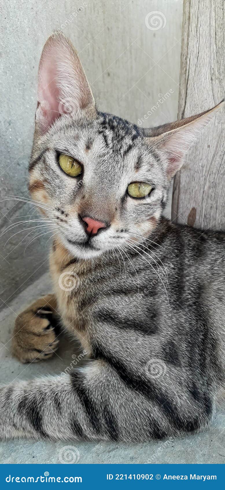 A Beutiful Greyish Cat Looking Forward Stock Photo - Image of nose ...