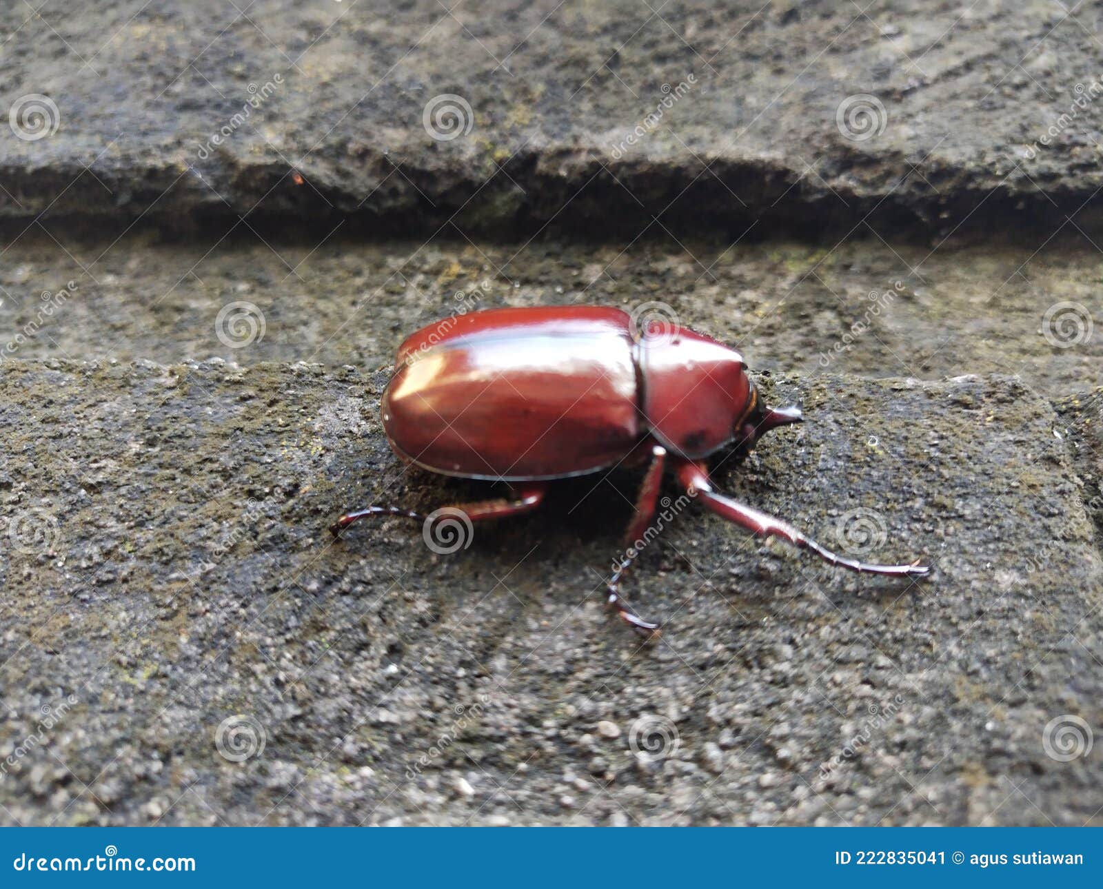 Beautiful insect in bali stock image. Image of bali - 222835041